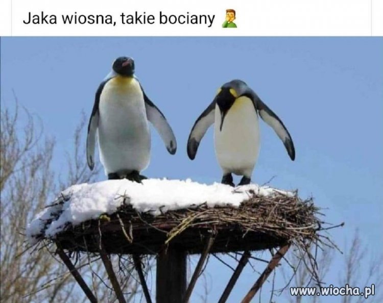 Wiocha.pl - Absurdy polskiego internetu: Nasza-Klasa, Facebook, Fotka ...