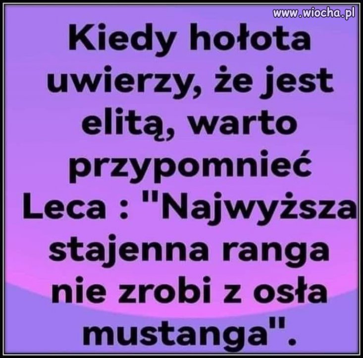 My to wiemy, osły niekoniecznie. - wiocha.pl absurd 1759483