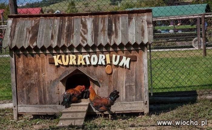 W sumie to racja - wiocha.pl absurd 1503212