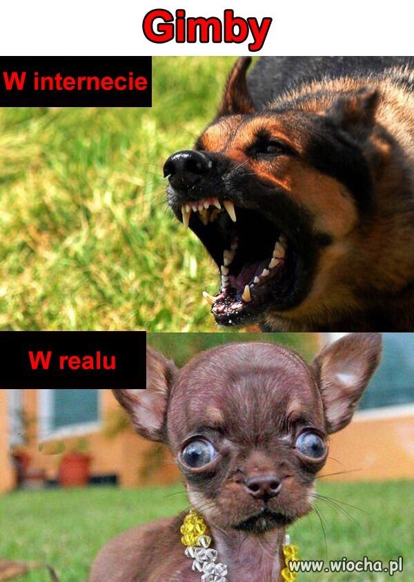 Wiocha.pl - Absurdy polskiego internetu: Nasza-Klasa, Facebook, Fotka ...