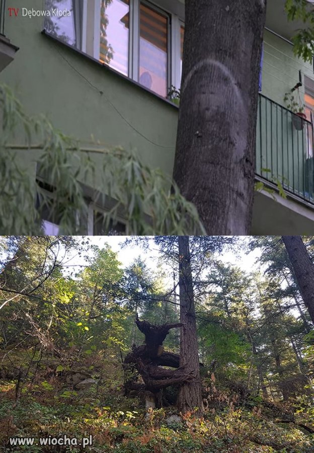 W Parczewie objawiła się Matka Boska... - wiocha.pl absurd 1758428