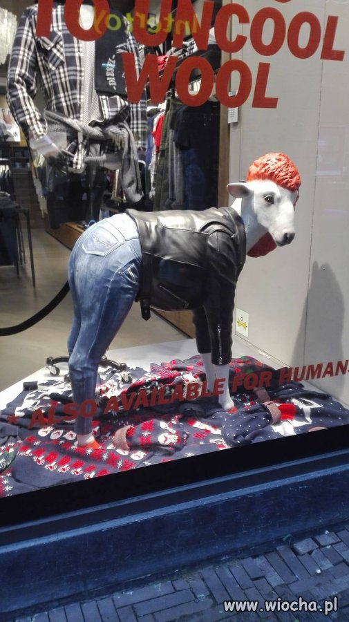 Wyszukiwanie: "fotka" - Strona 15 - Wiocha.pl