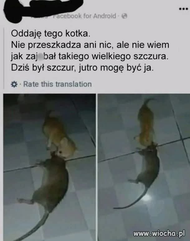 Wiocha.pl - Absurdy polskiego internetu: Nasza-Klasa, Facebook, Fotka ...