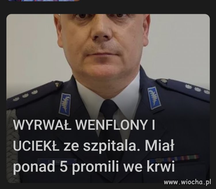 Tylko ryba - wiocha.pl absurd 1834768