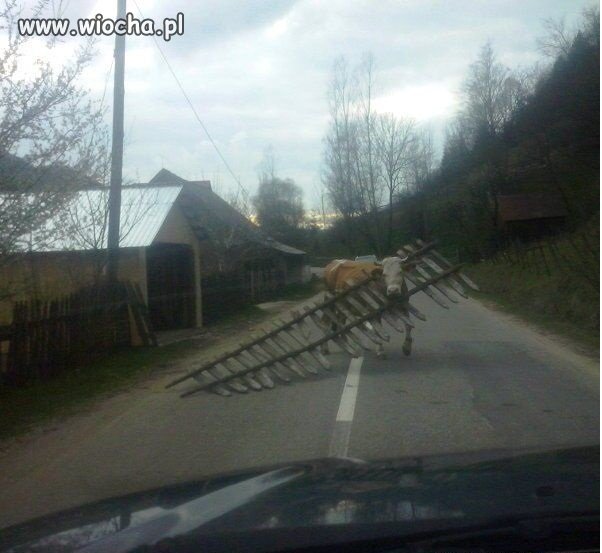 Jak wiocha, to wiocha - wiocha.pl absurd 1104865