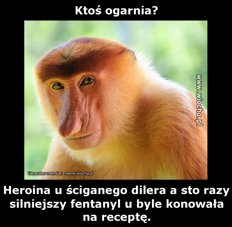 Wiocha.pl - Absurdy polskiego internetu: Nasza-Klasa, Facebook, Fotka ...