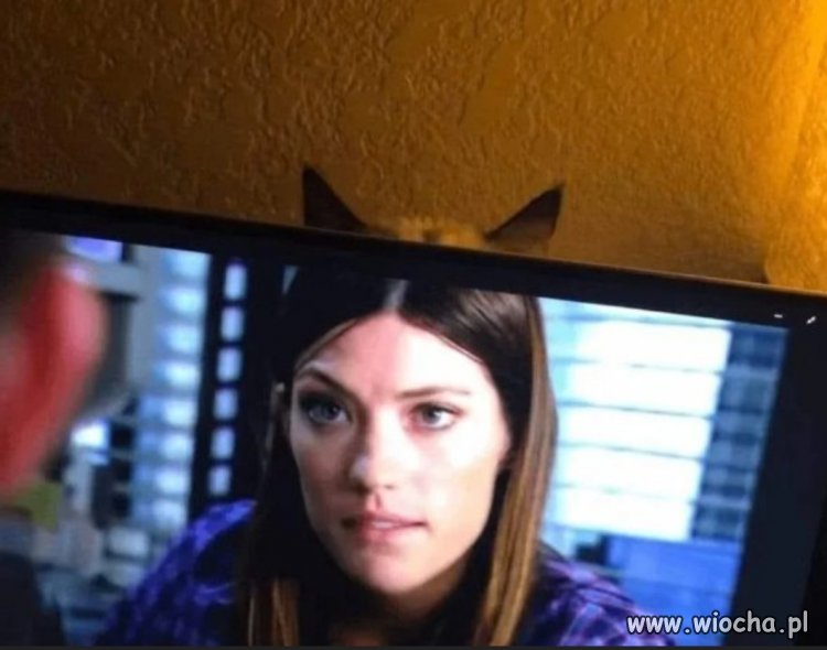 Wiocha.pl - Absurdy polskiego internetu: Nasza-Klasa, Facebook, Fotka ...