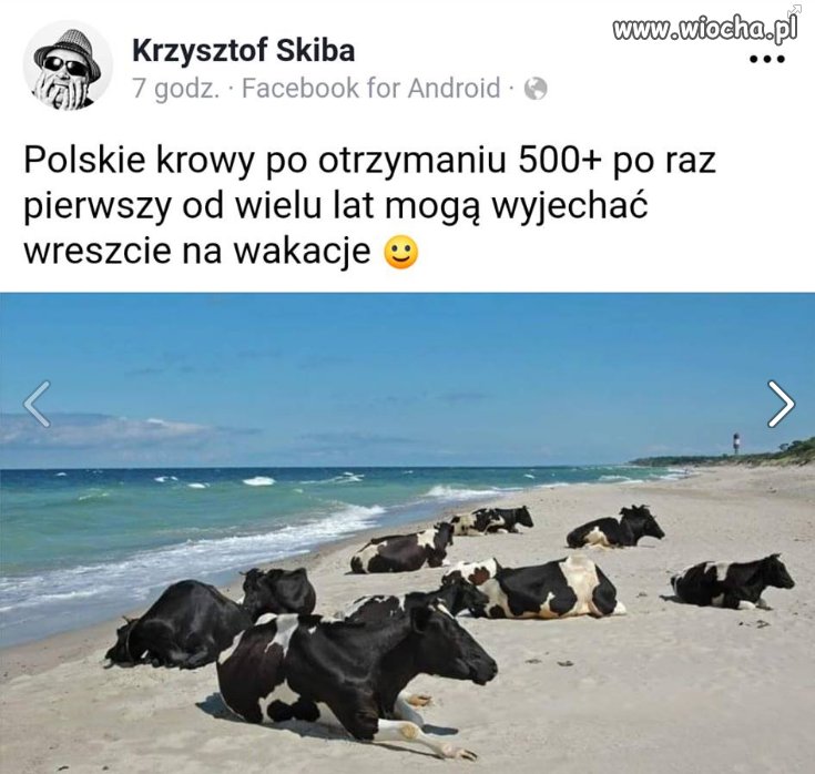Polskie krowy - wiocha.pl absurd 1575195